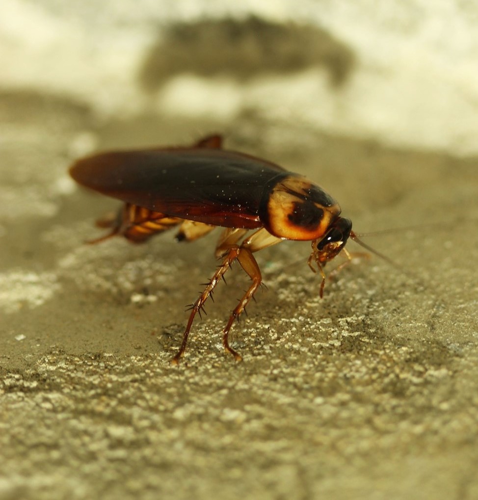 Plagas rastreras – PPS